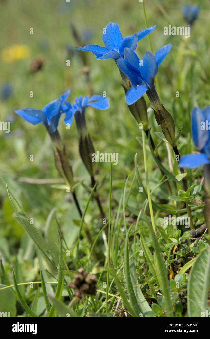 Gentians on meadow hi-res stock photography and images - Alamy