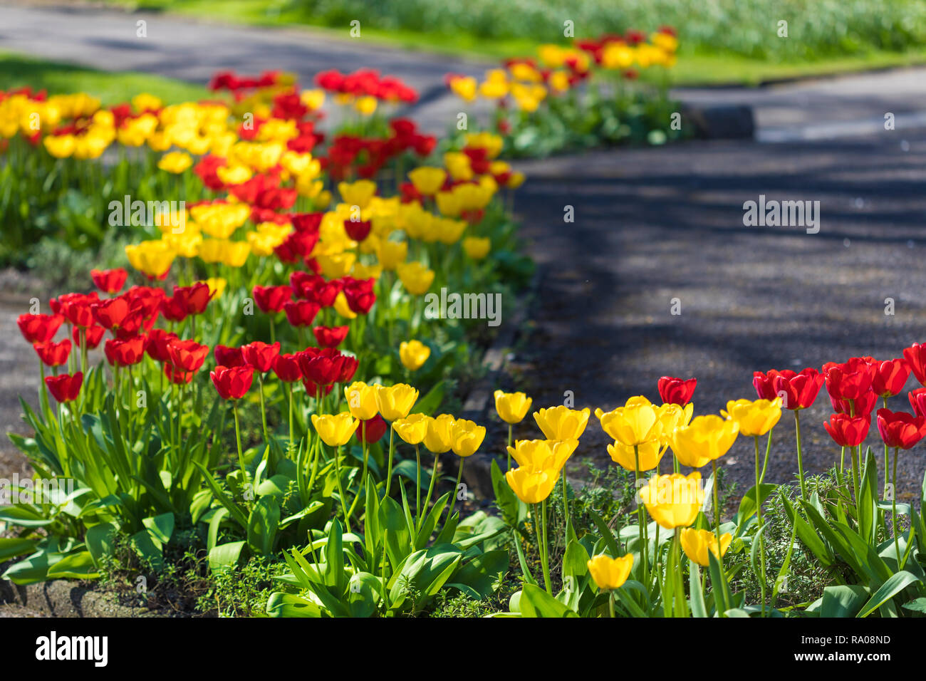Tulip garden colourful floral theme Stock Photo - Alamy