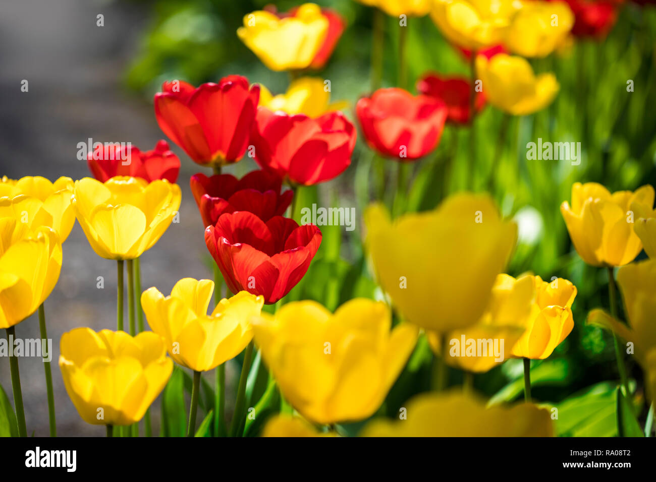 Tulip garden colourful floral theme Stock Photo - Alamy