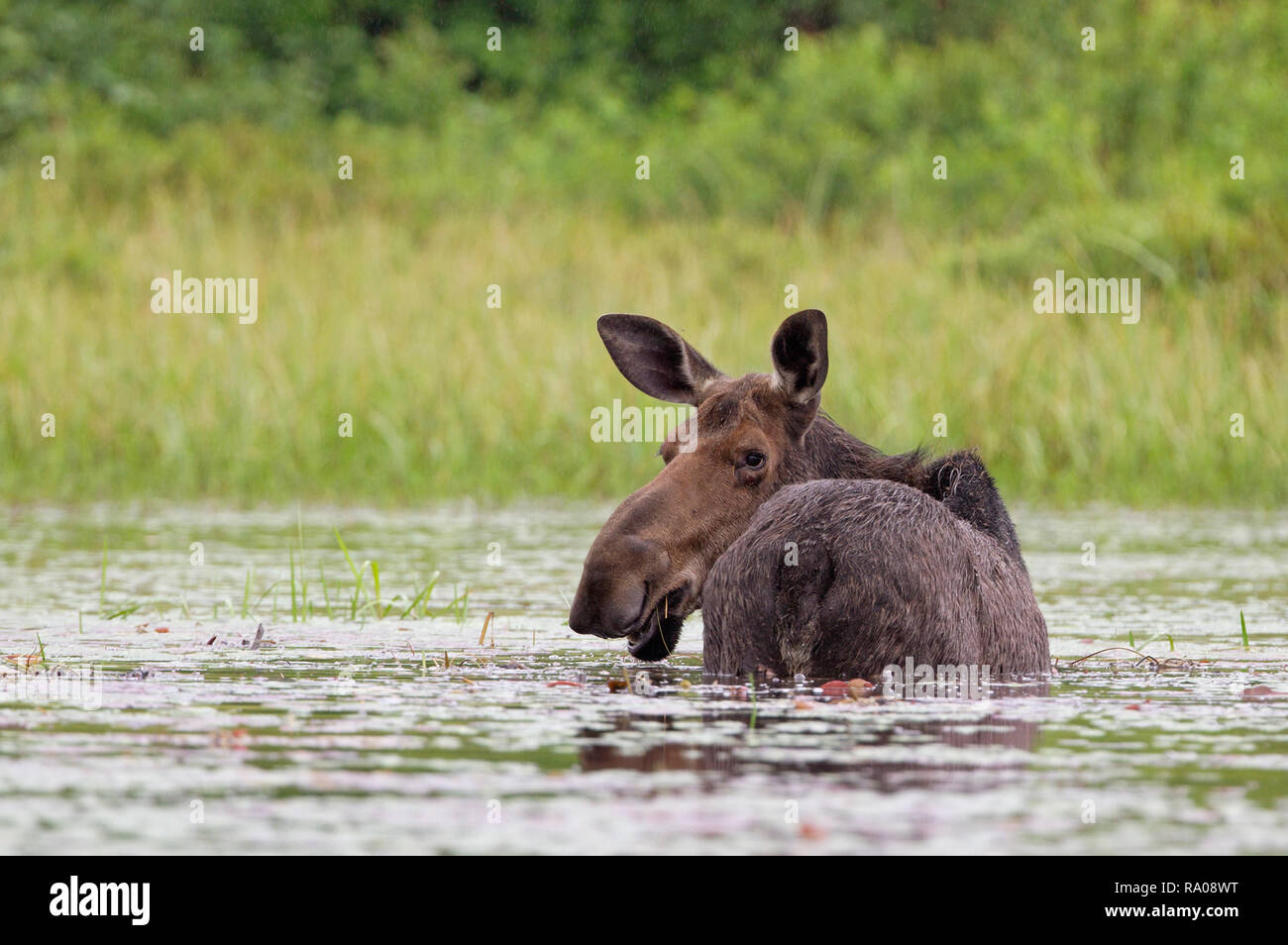 Cow Moose (Alces alces) grazing in Algonquin Park, Canada in spring ...