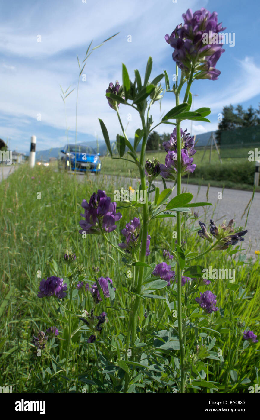 Roadside Weeds in Flums Stock Photo - Alamy