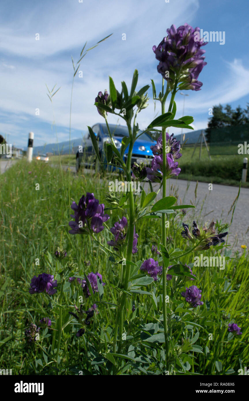 Roadside weeds hi-res stock photography and images - Alamy