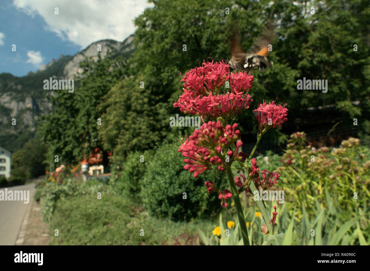 Alpine hummingbird moth hi-res stock photography and images - Alamy