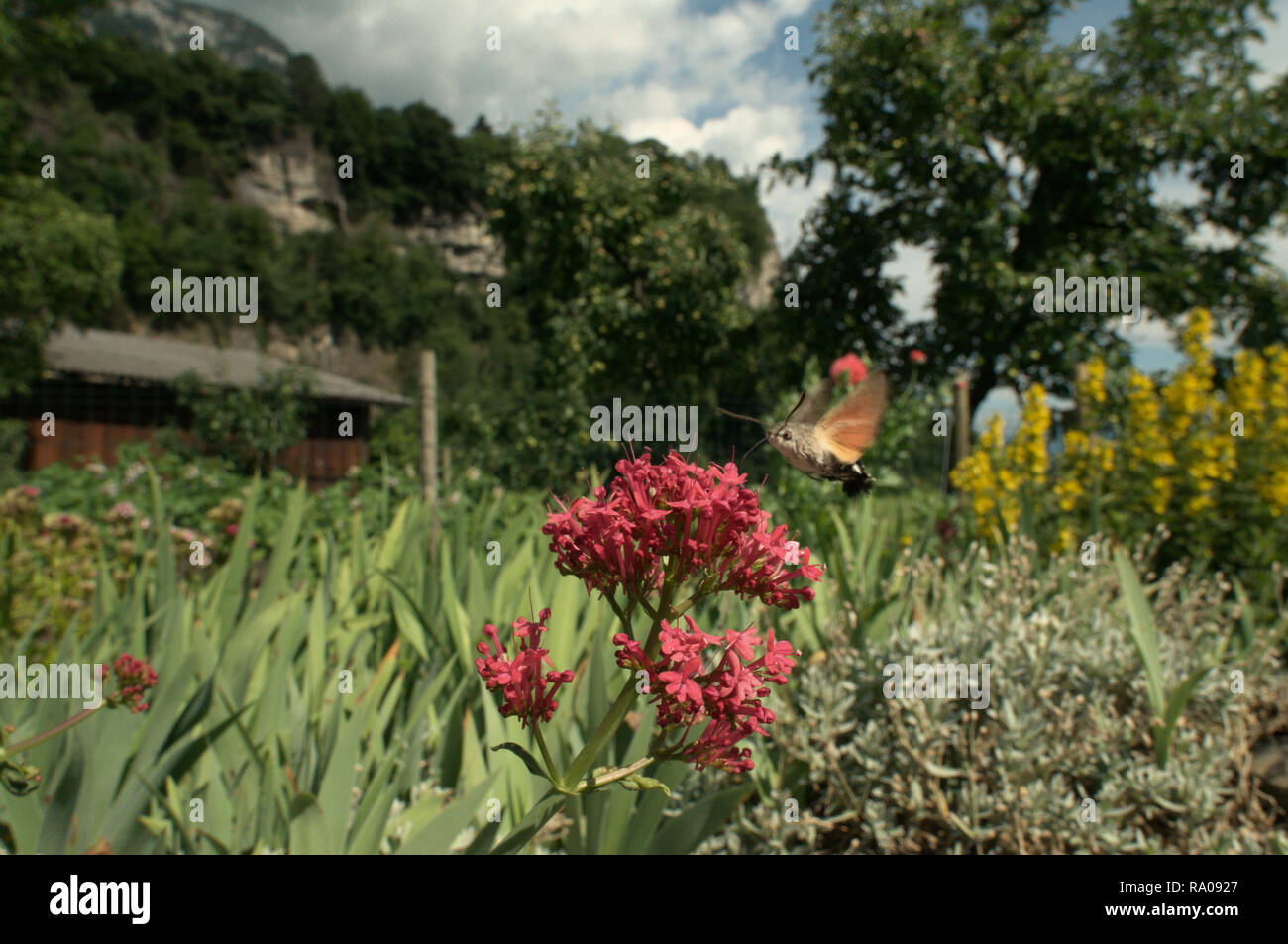 Red Valerian and Visitor Stock Photo - Alamy