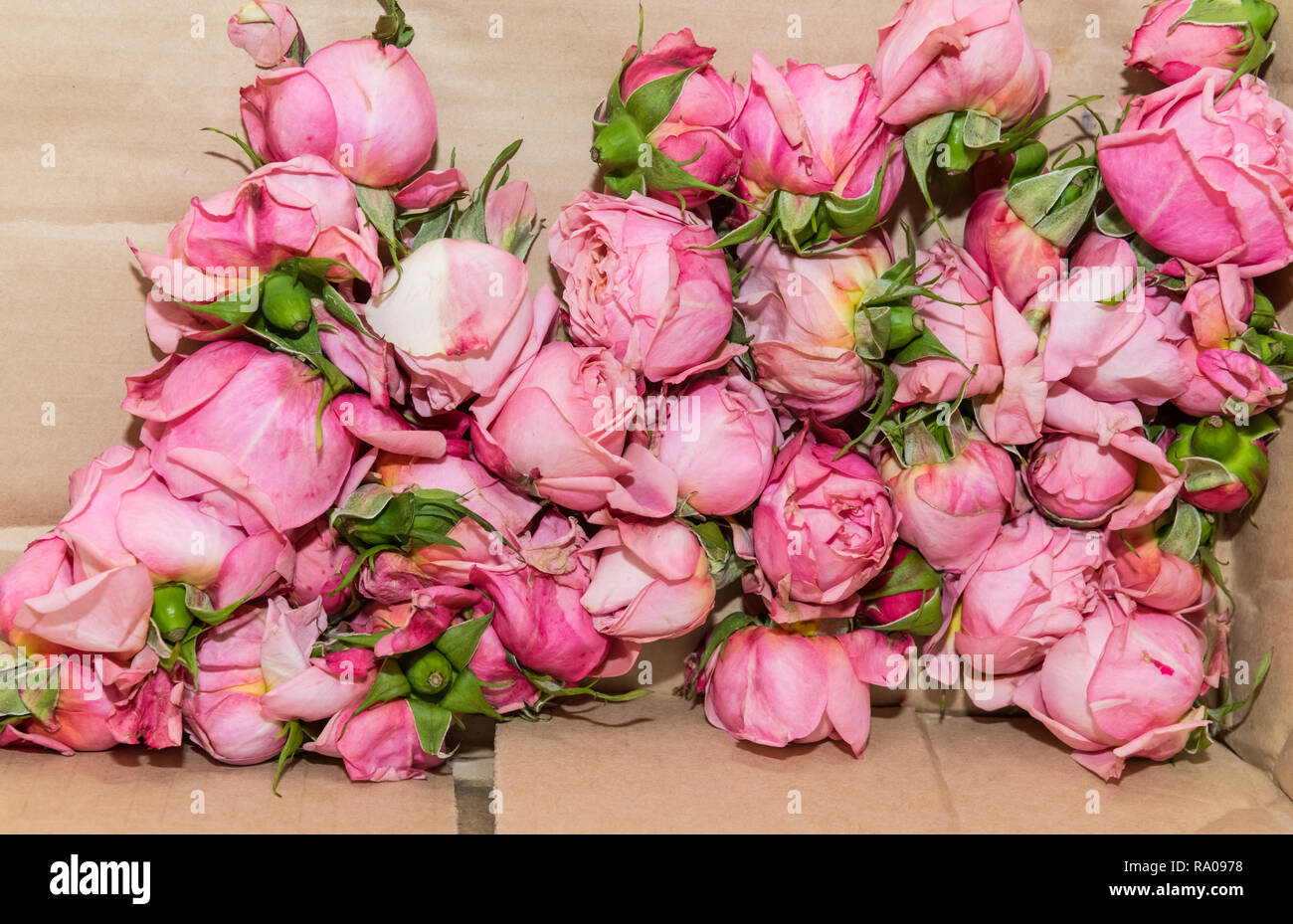 Box of pink rose prunings from dead heading Stock Photo - Alamy