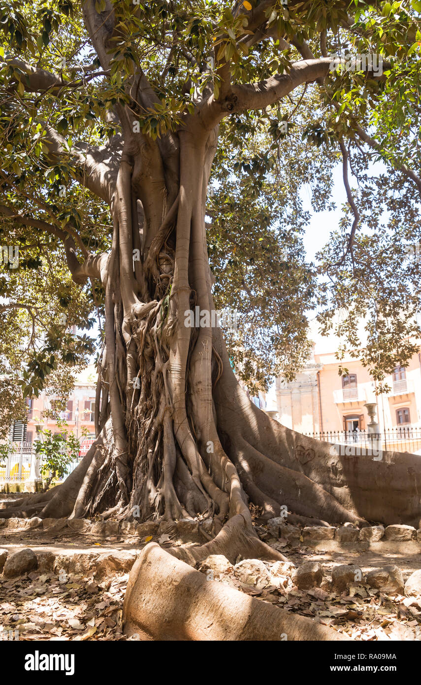 Ficus benghalensis. Palermo, Sicily, Italy Stock Photo - Alamy