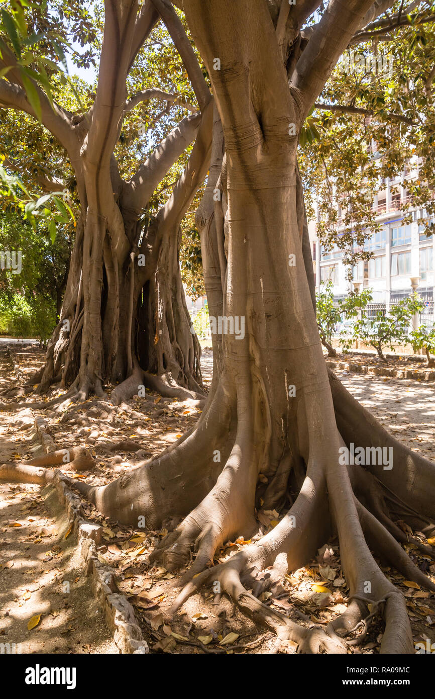Ficus benghalensis. Palermo, Sicily, Italy Stock Photo - Alamy