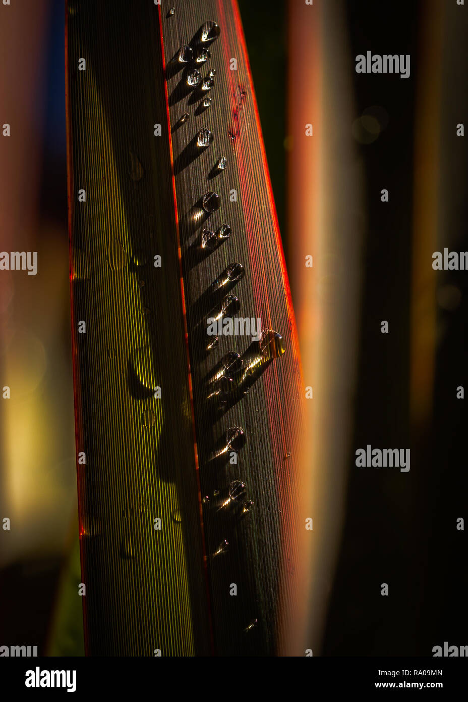 Water droplets on garden plant Stock Photo - Alamy
