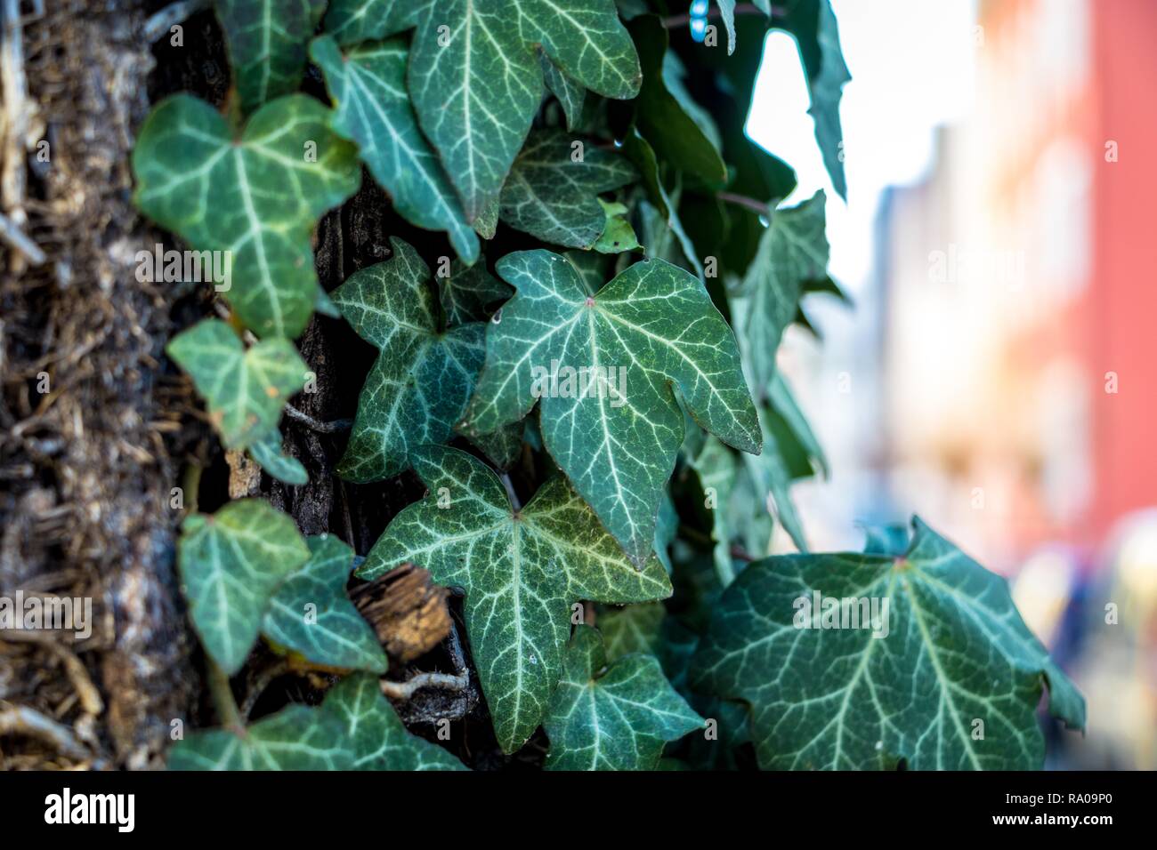 Ivy ranking on a tree Stock Photo - Alamy