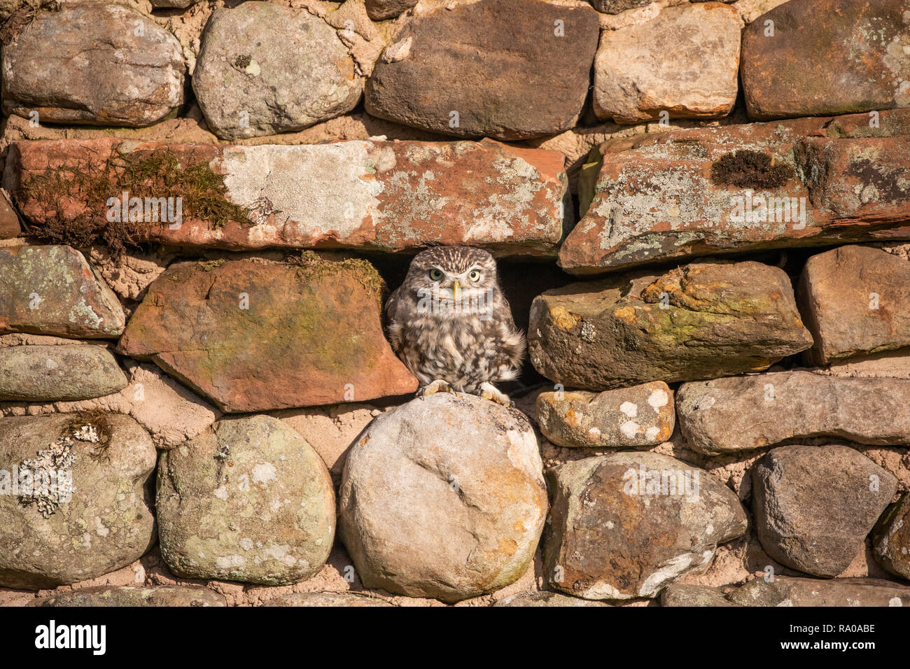 Little owl in wall hi-res stock photography and images - Alamy