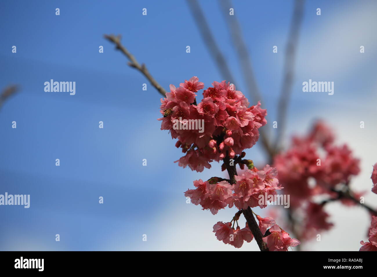 sakura flower in japan okinawa Stock Photo - Alamy