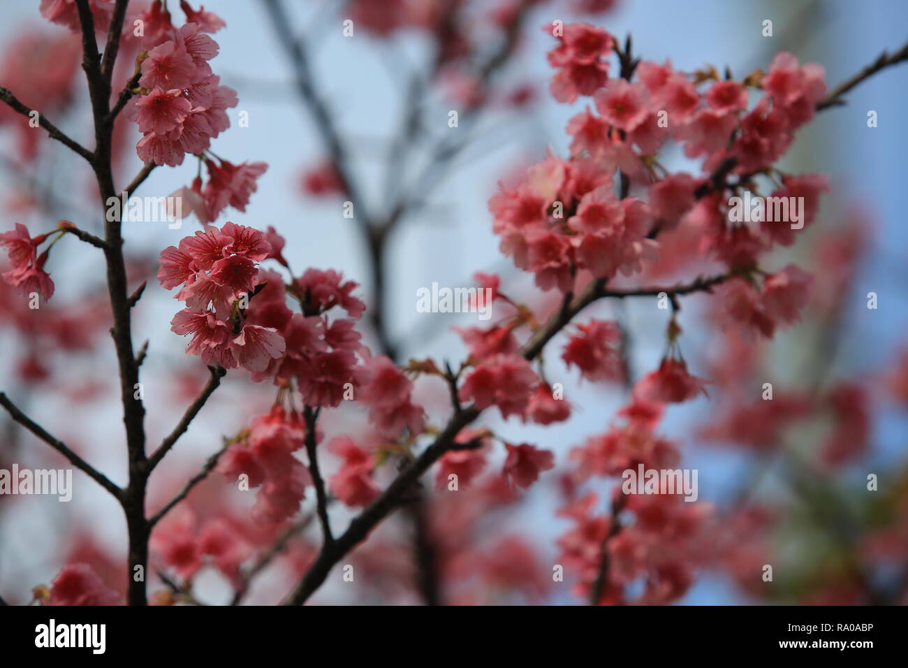Japan sakura okinawa hi-res stock photography and images - Alamy