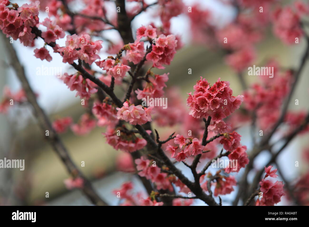 sakura flower in japan okinawa Stock Photo - Alamy