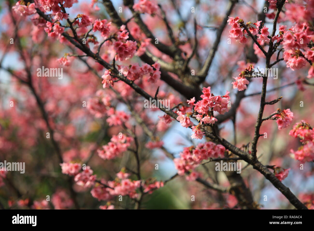 sakura flower in japan okinawa Stock Photo - Alamy