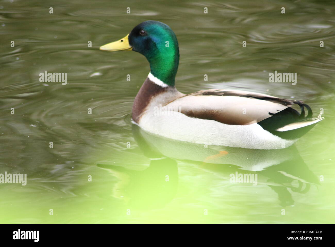 Side view of a floating mallard drake Stock Photo - Alamy