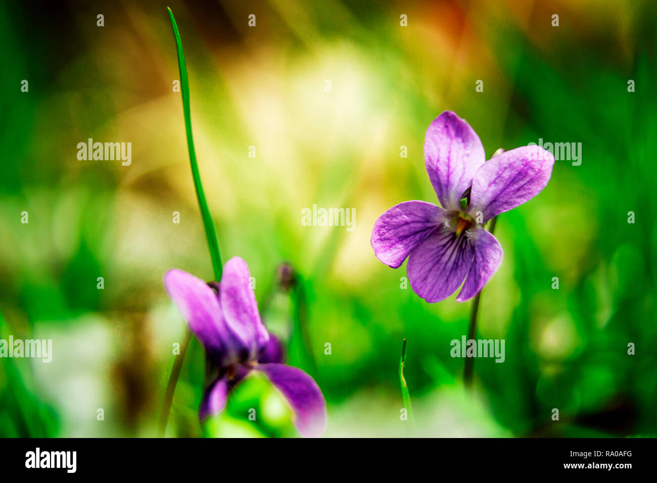 Most beautiful violets hi-res stock photography and images - Alamy