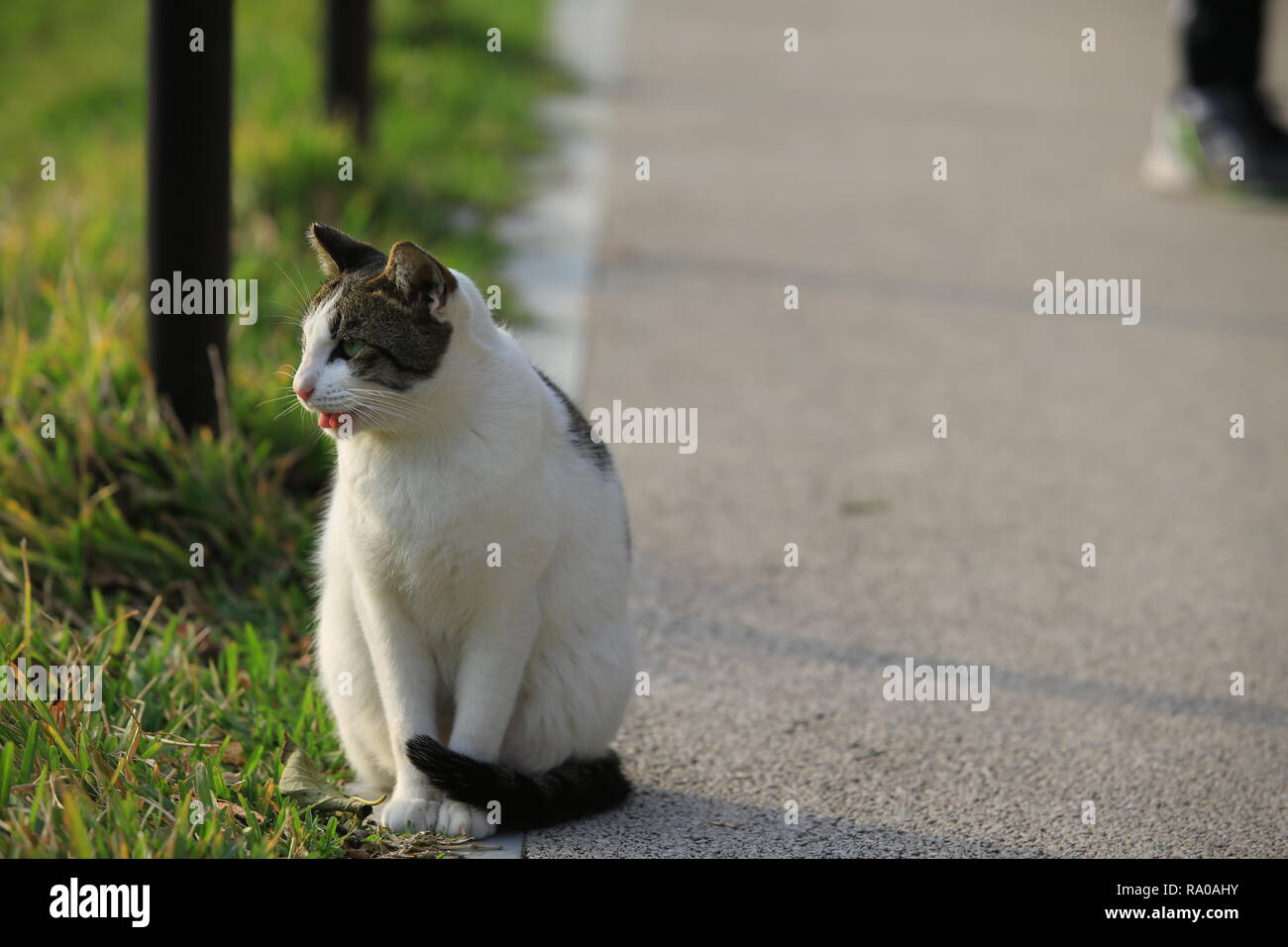 Cats eyes road hi-res stock photography and images - Alamy