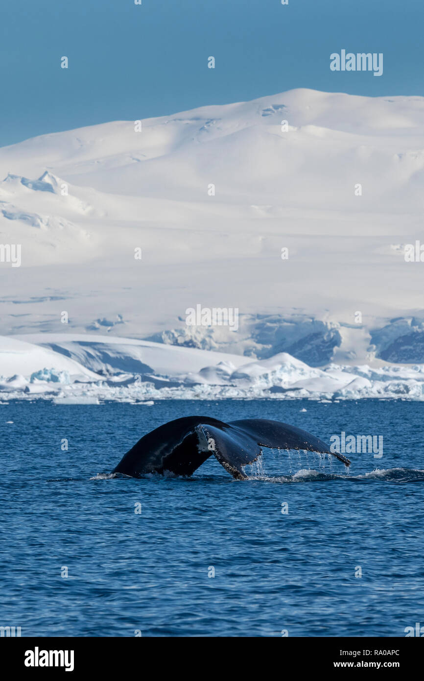 Antarctica, Antarctic peninsula, Northern Gerlache, Charlotte Bay ...