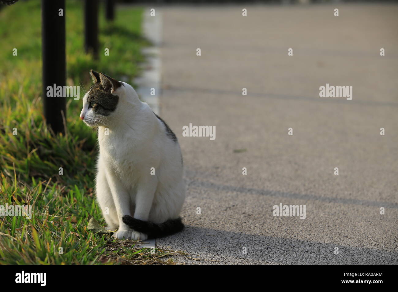 Cats eyes road hi-res stock photography and images - Alamy