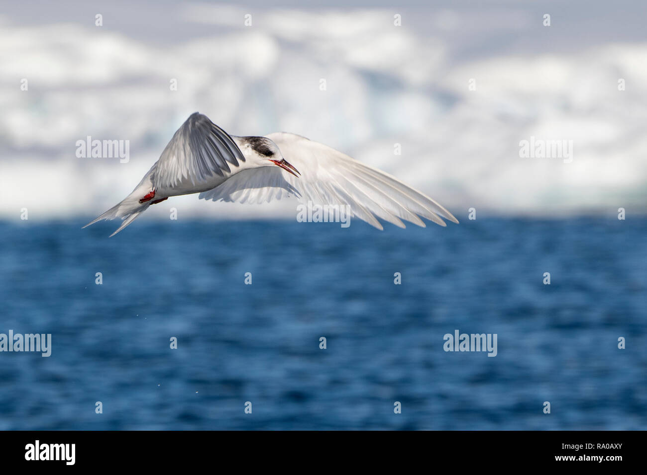 Gerlach strait hi-res stock photography and images - Alamy