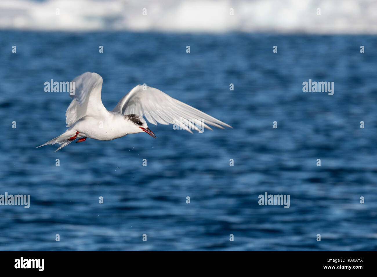 Gerlach Strait Stock Photos & Gerlach Strait Stock Images - Alamy