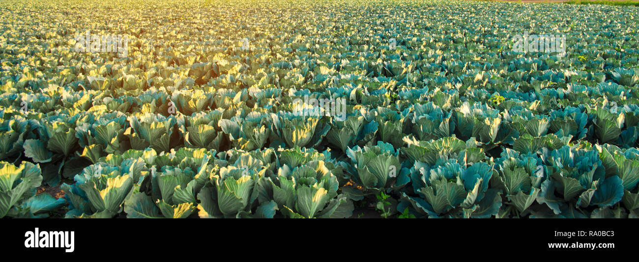 Cabbage plantations grow in the field. fresh, organic vegetables ...