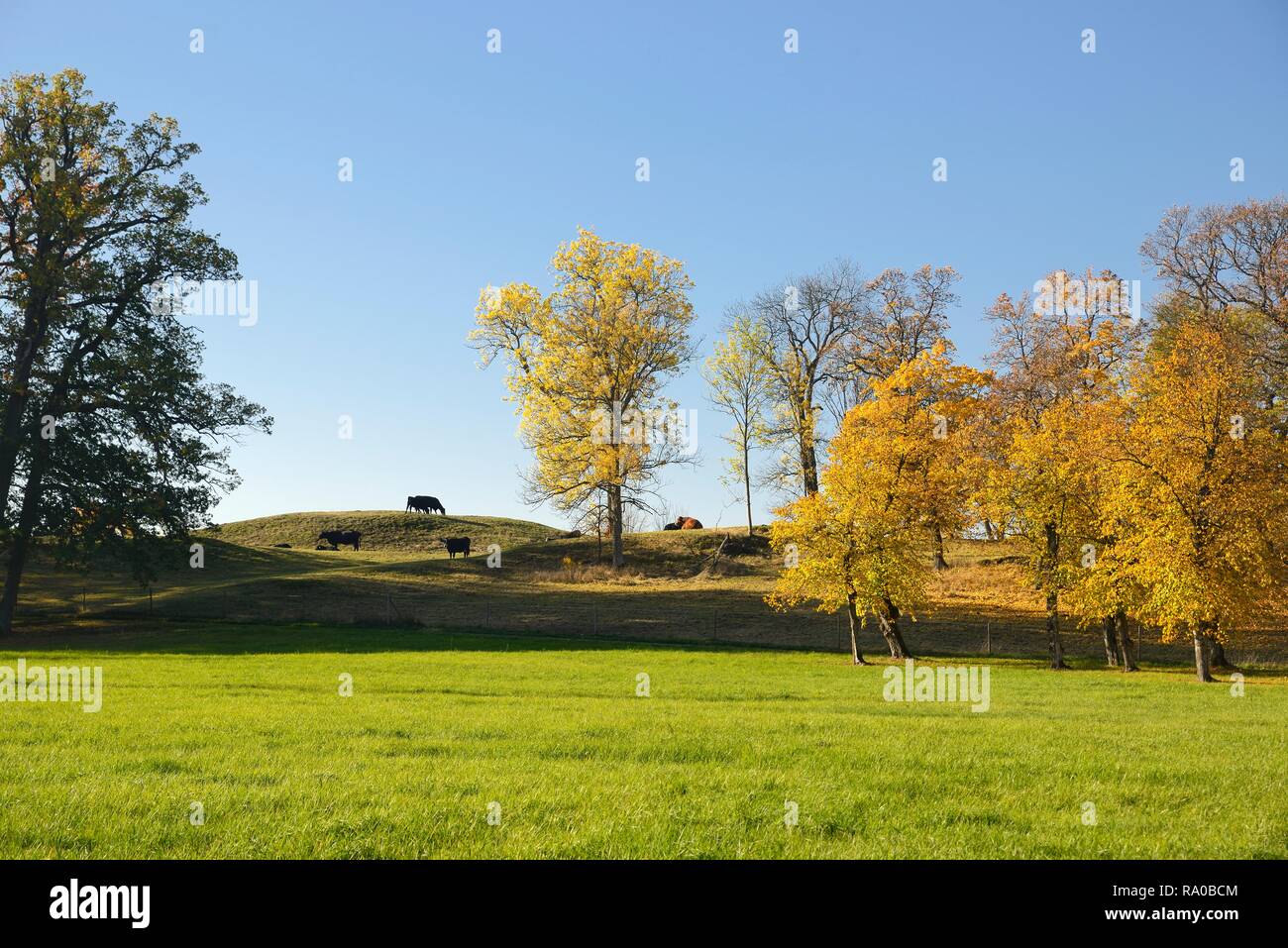 Autumn at backyard and garden. Nature background with colorful trees at ...