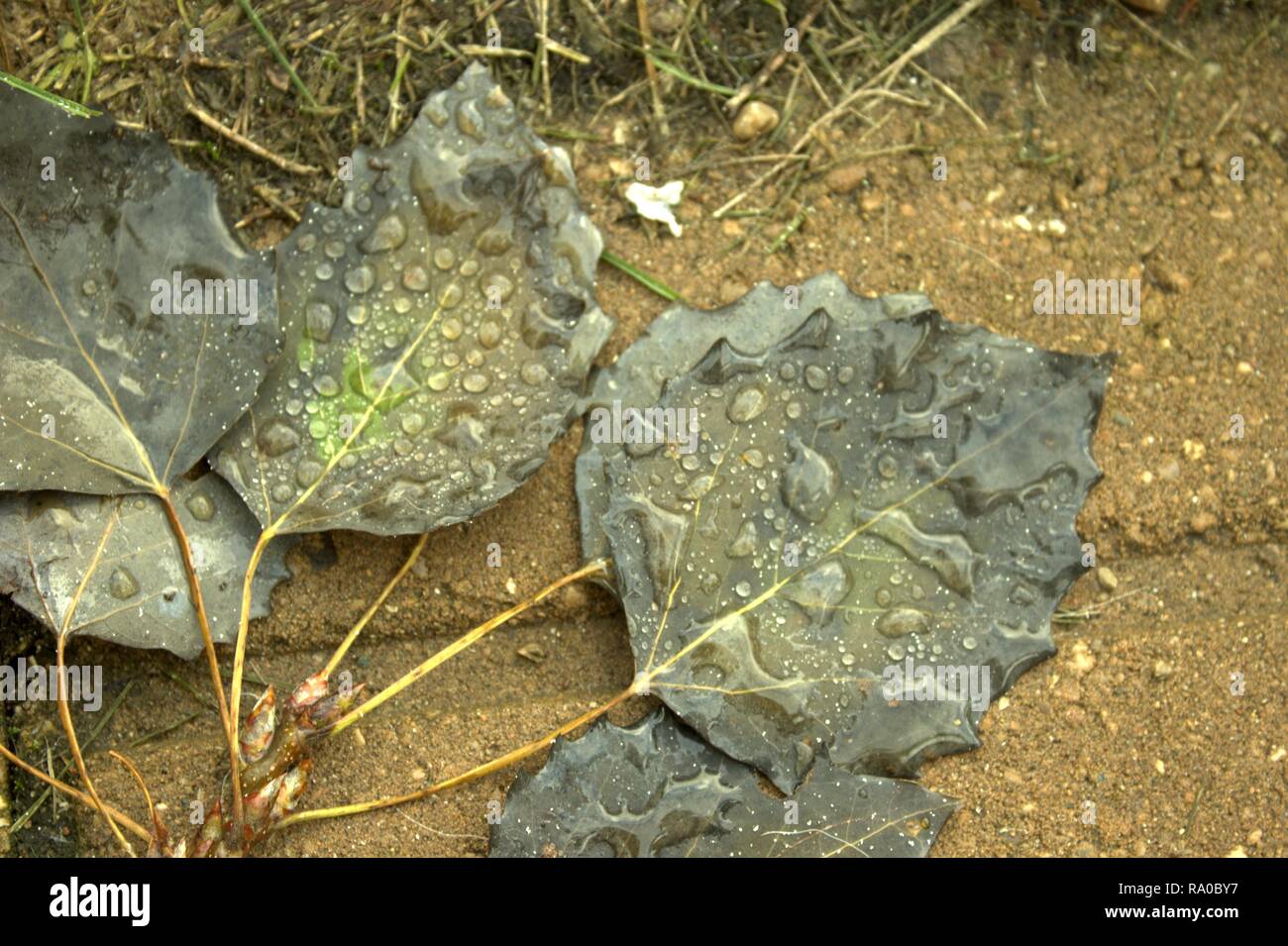 Autumn leaves of a poplar hi-res stock photography and images - Alamy