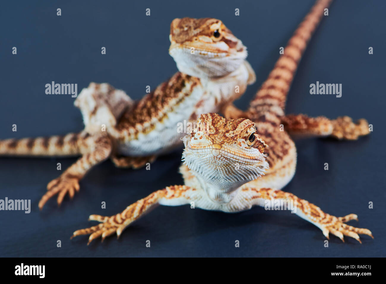 Dragon skin hi-res stock photography and images - Alamy
