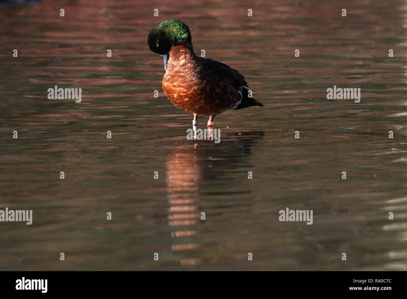 Closed for cleaning hi-res stock photography and images - Alamy