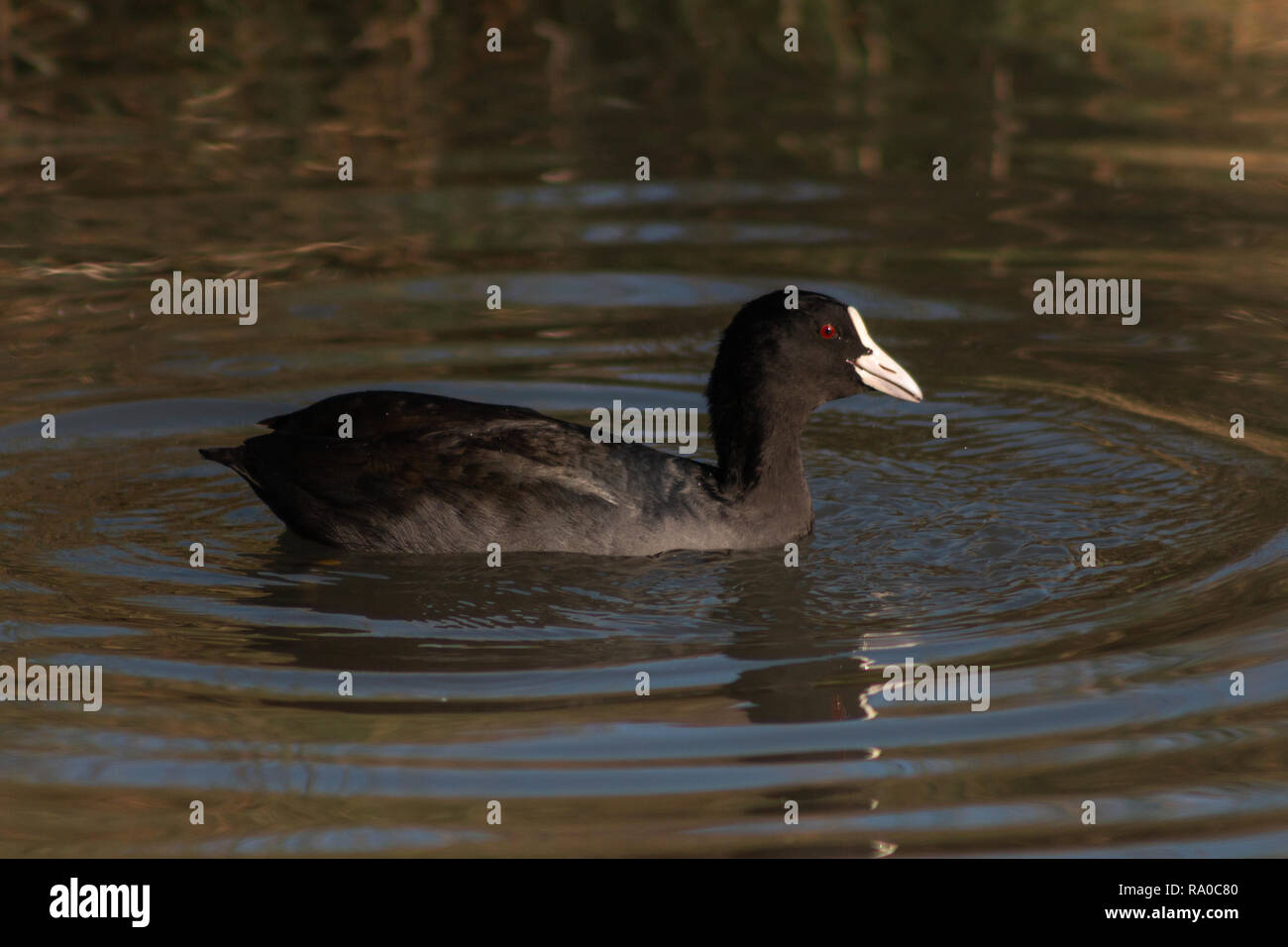 Black bird swimming hi-res stock photography and images - Alamy