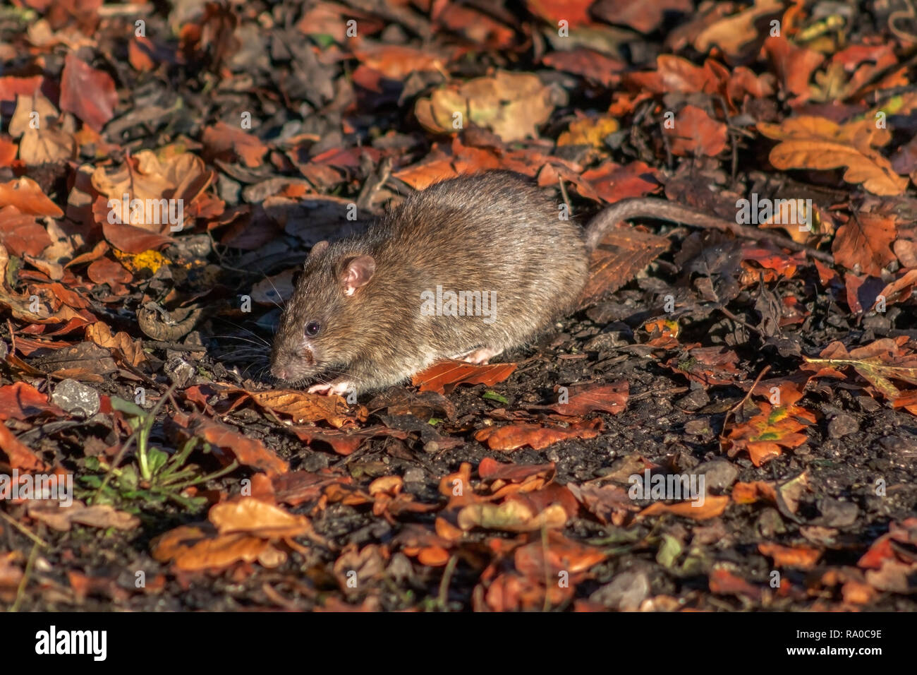 Wild Brown Rat scavenging among the fallen autumn leaves on the ...