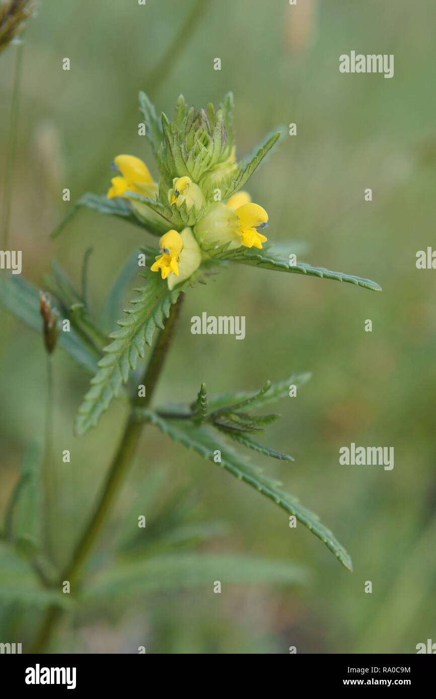 Rhinanthus minor (Yellow Rattle Stock Photo - Alamy