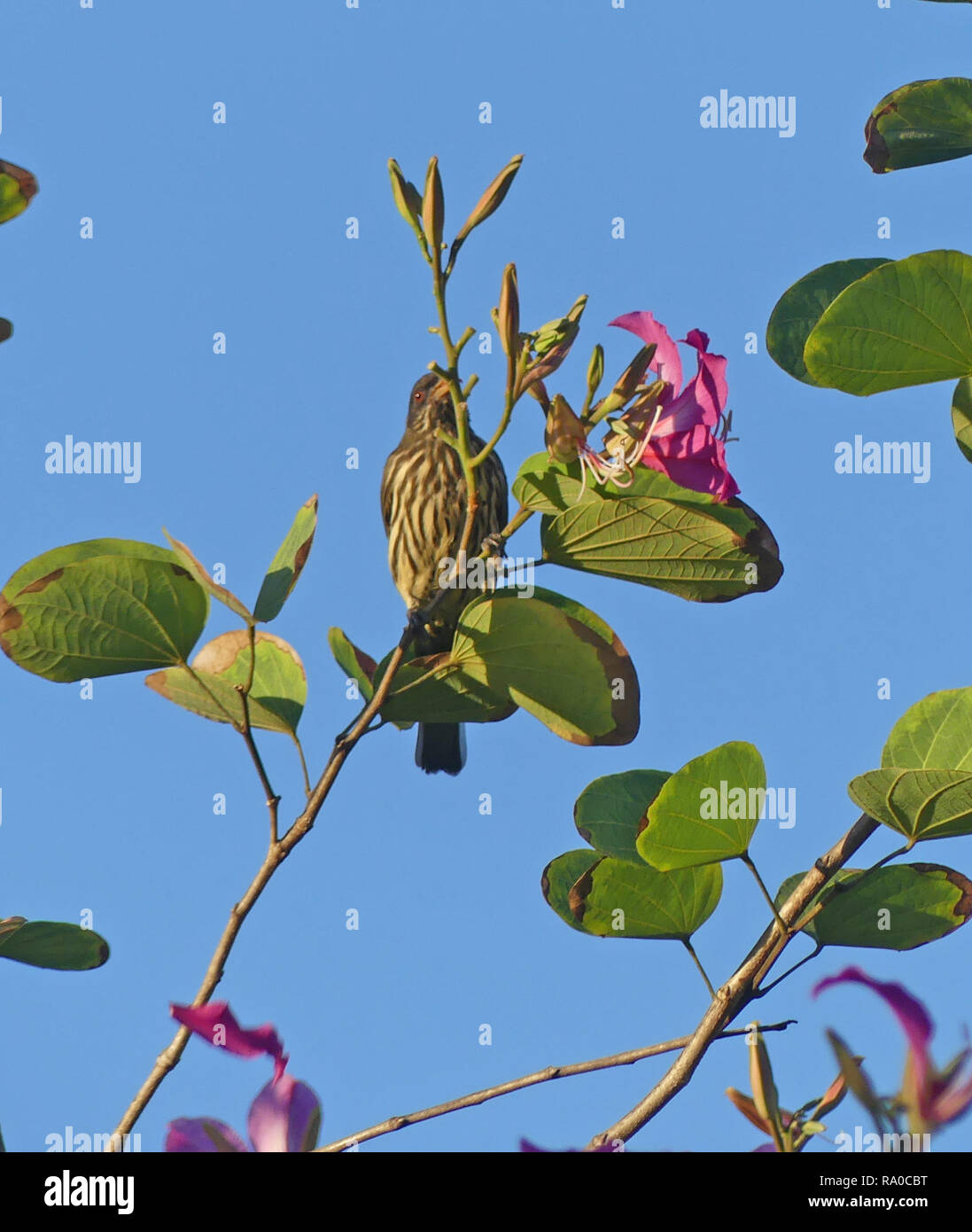 PALMCHAT Dulus dominicus on Oleander tree in Dominican Republic. Photo ...