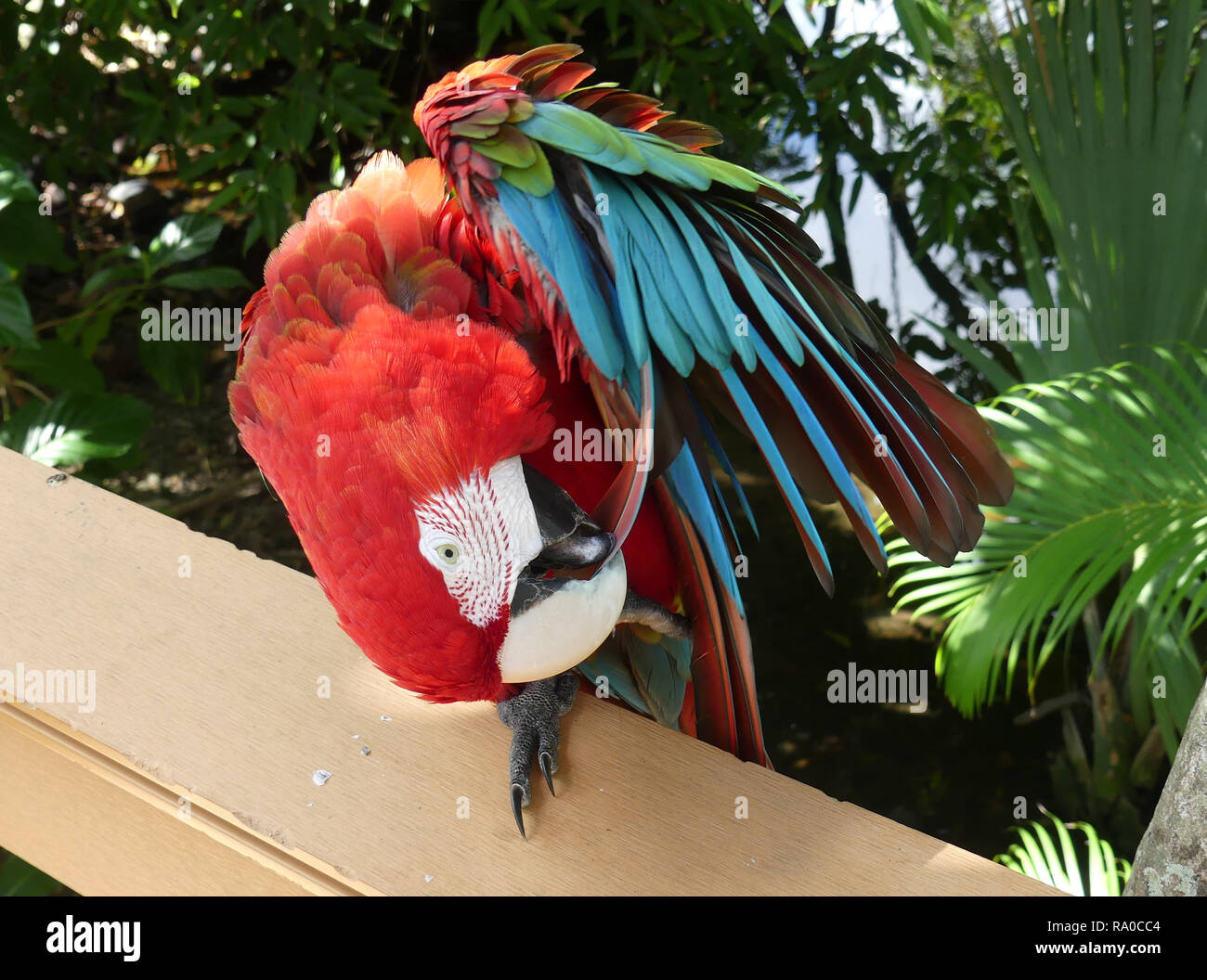 RED-AND-GREEN MACAW (Ara chloropterus) in the Dominican Republic. Photo ...