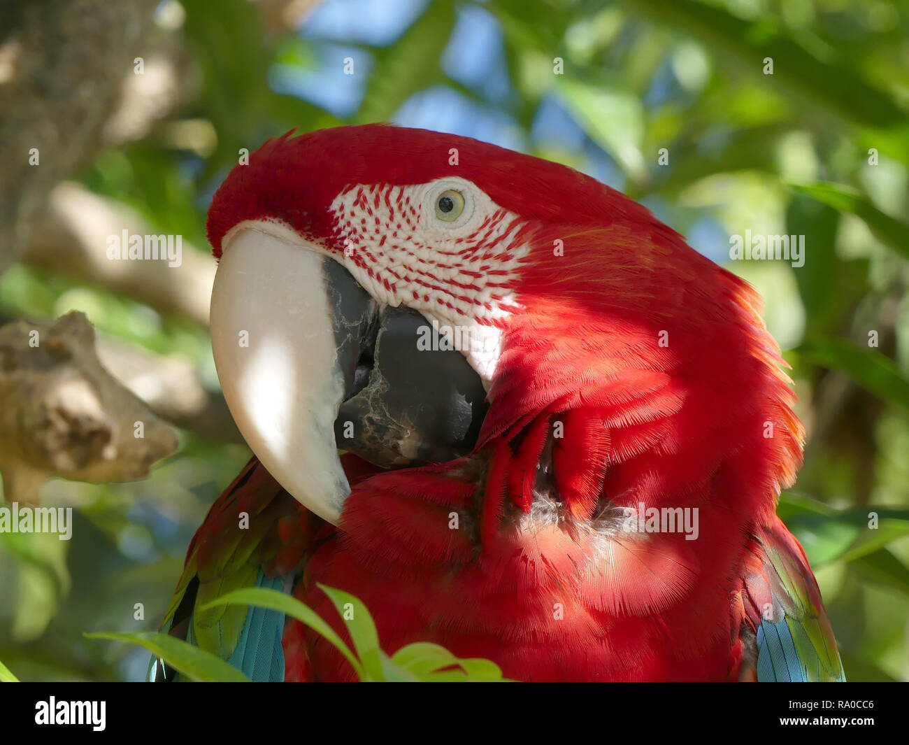 RED-AND-GREEN MACAW (Ara chloropterus) in the Dominican Republic. Photo ...