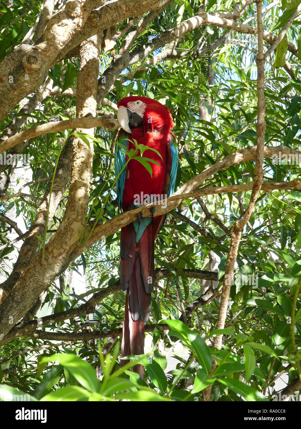 RED-AND-GREEN MACAW (Ara chloropterus) in the Dominican Republic. Photo ...