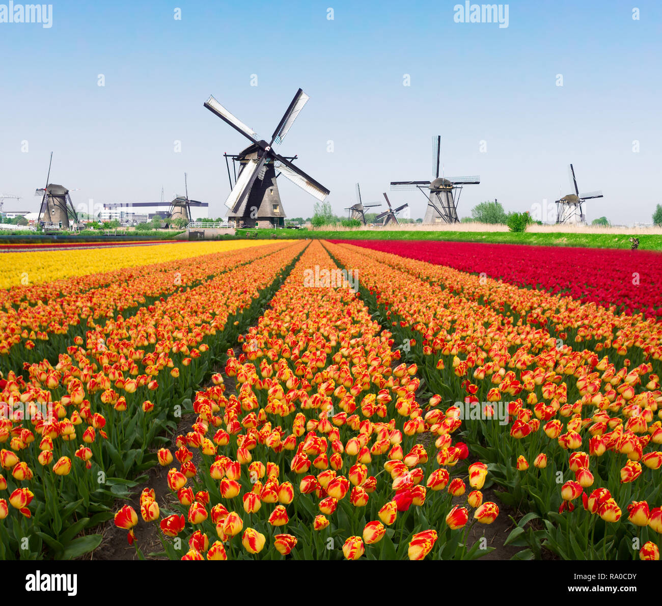 dutch windmill over river waters Stock Photo - Alamy