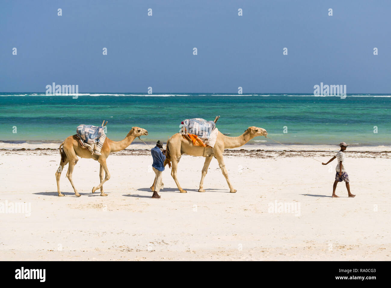 Two camels walking along the beach by the Indian ocean on a sunny blue ...