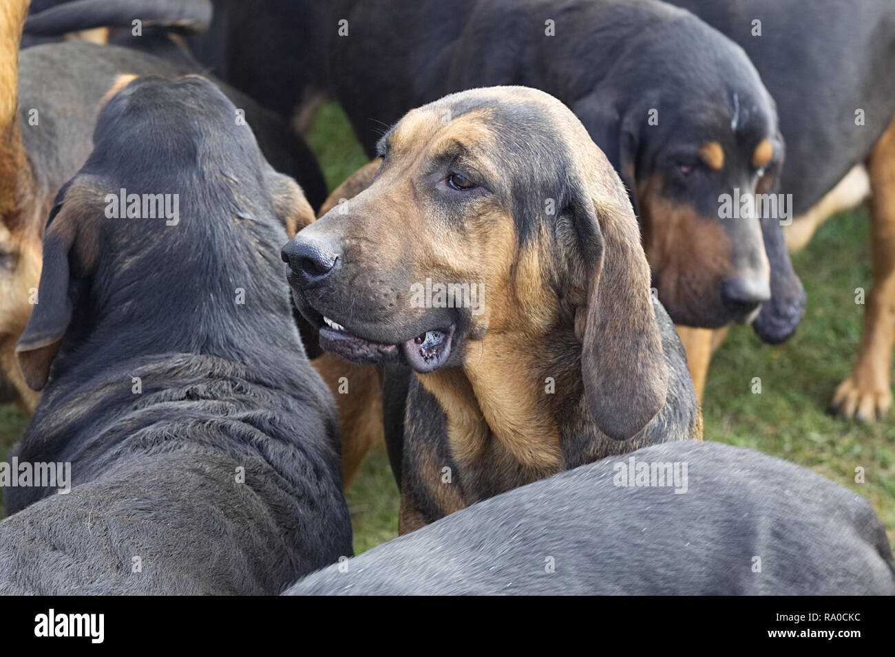 Bloodhounds pack hi-res stock photography and images - Alamy