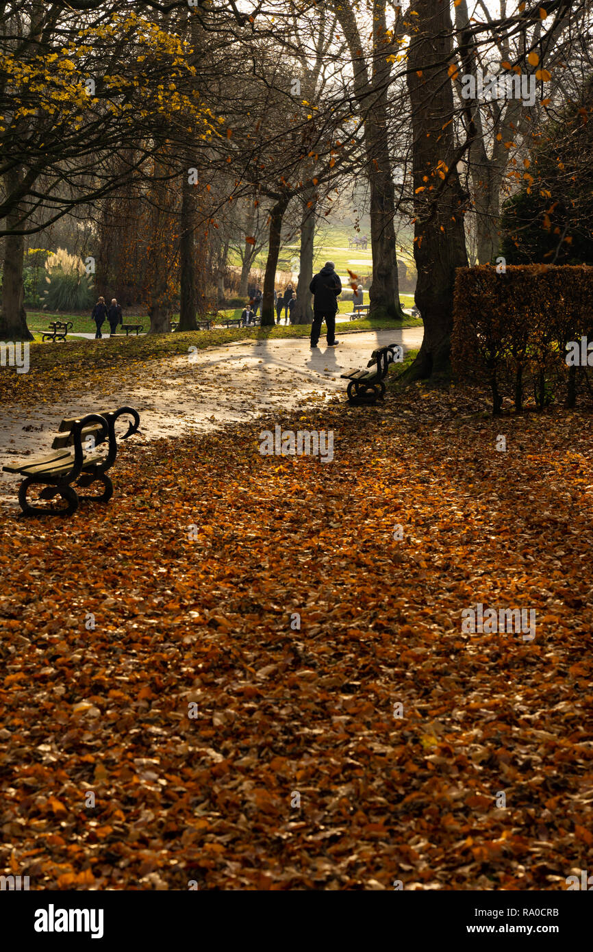 Man walking along a path covered with dark orange Beech leaves in The ...