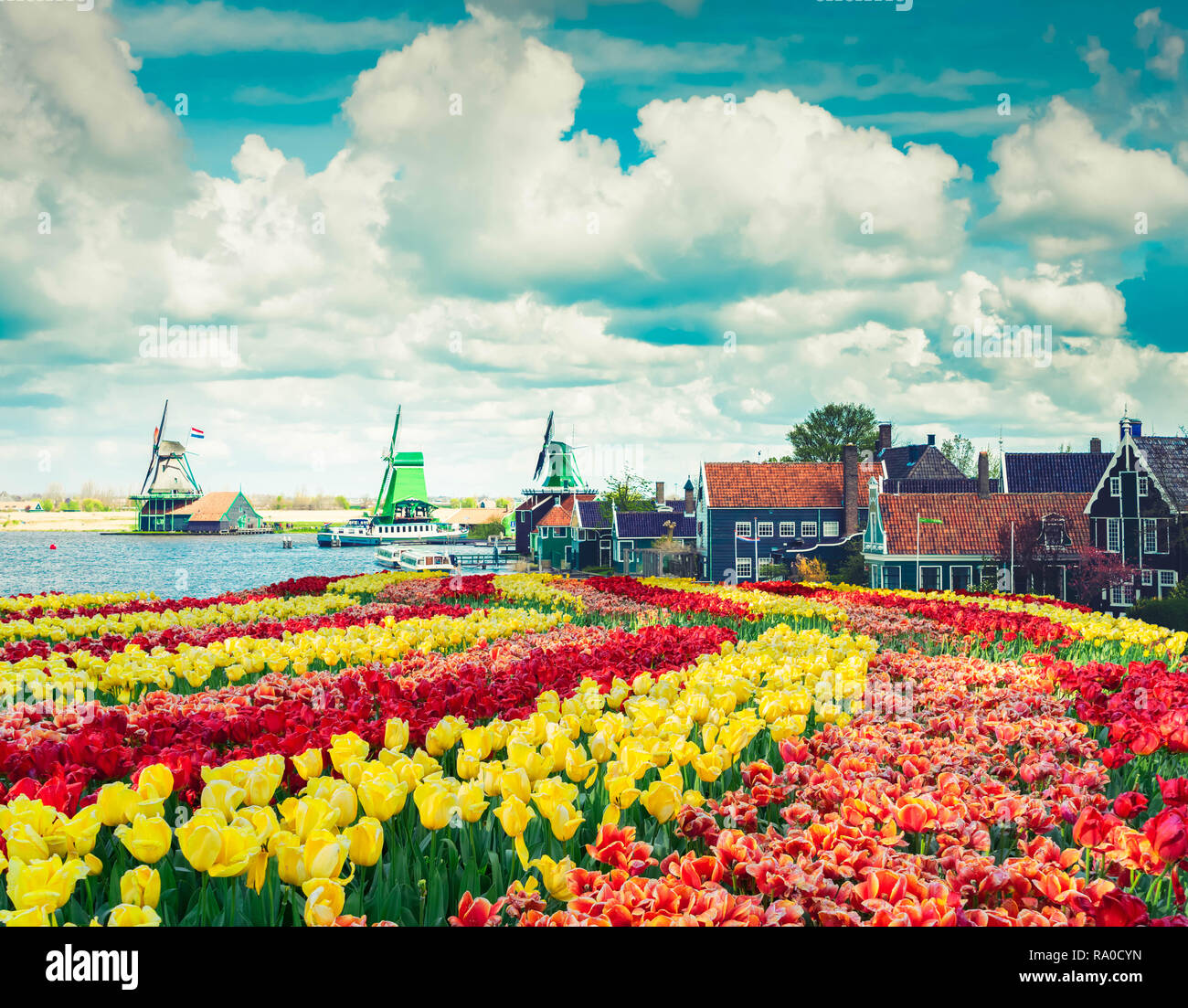 Holland blue flowers windmills hi-res stock photography and images - Alamy
