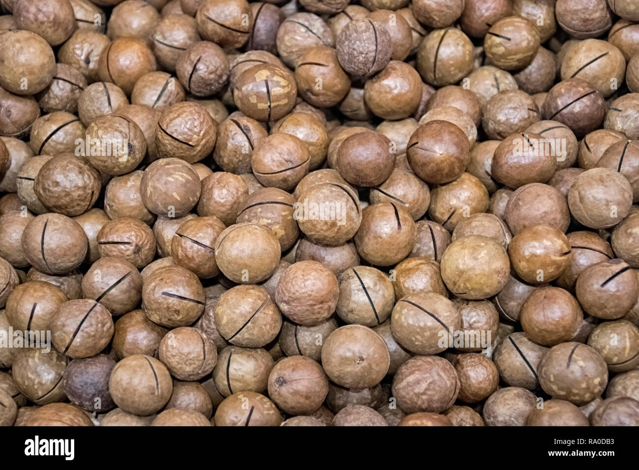 Lots of inshell macadamia nuts on the market counter texture Stock ...