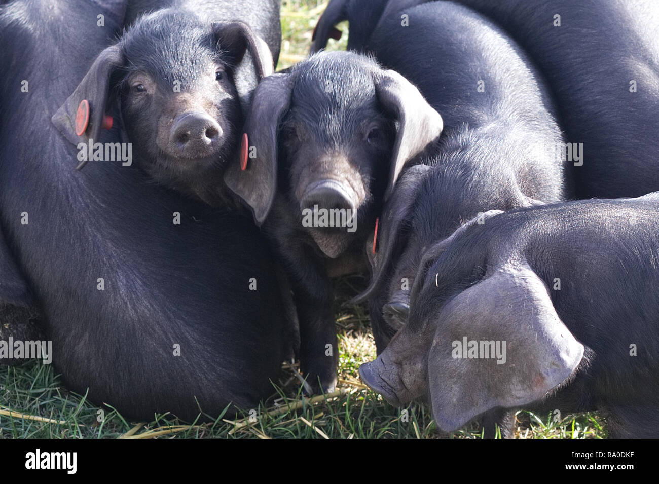 British black piglets hi-res stock photography and images - Alamy