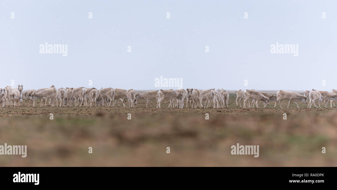 Mammalian reproduction hi-res stock photography and images - Alamy