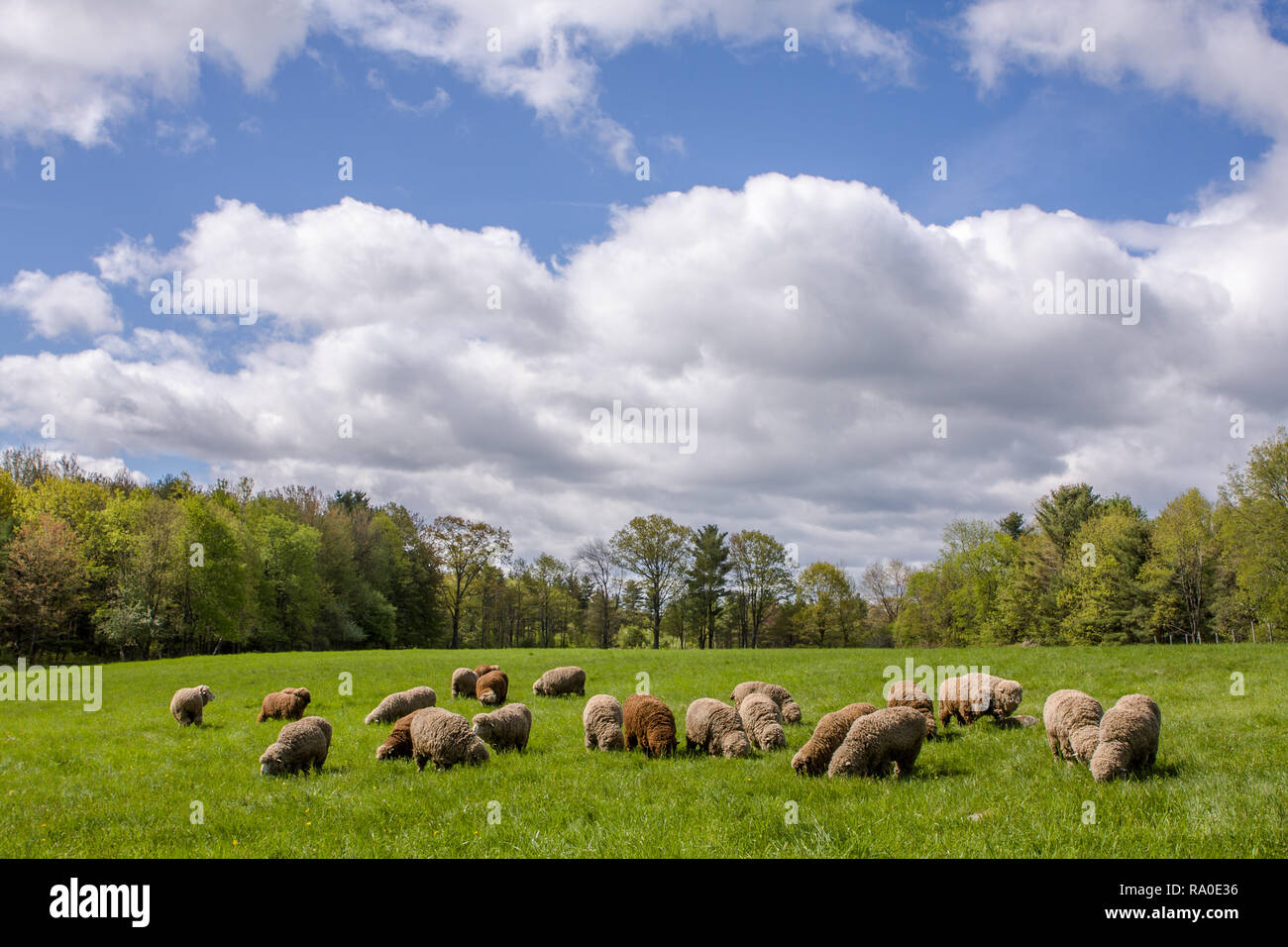 Merino sheep hi-res stock photography and images - Alamy