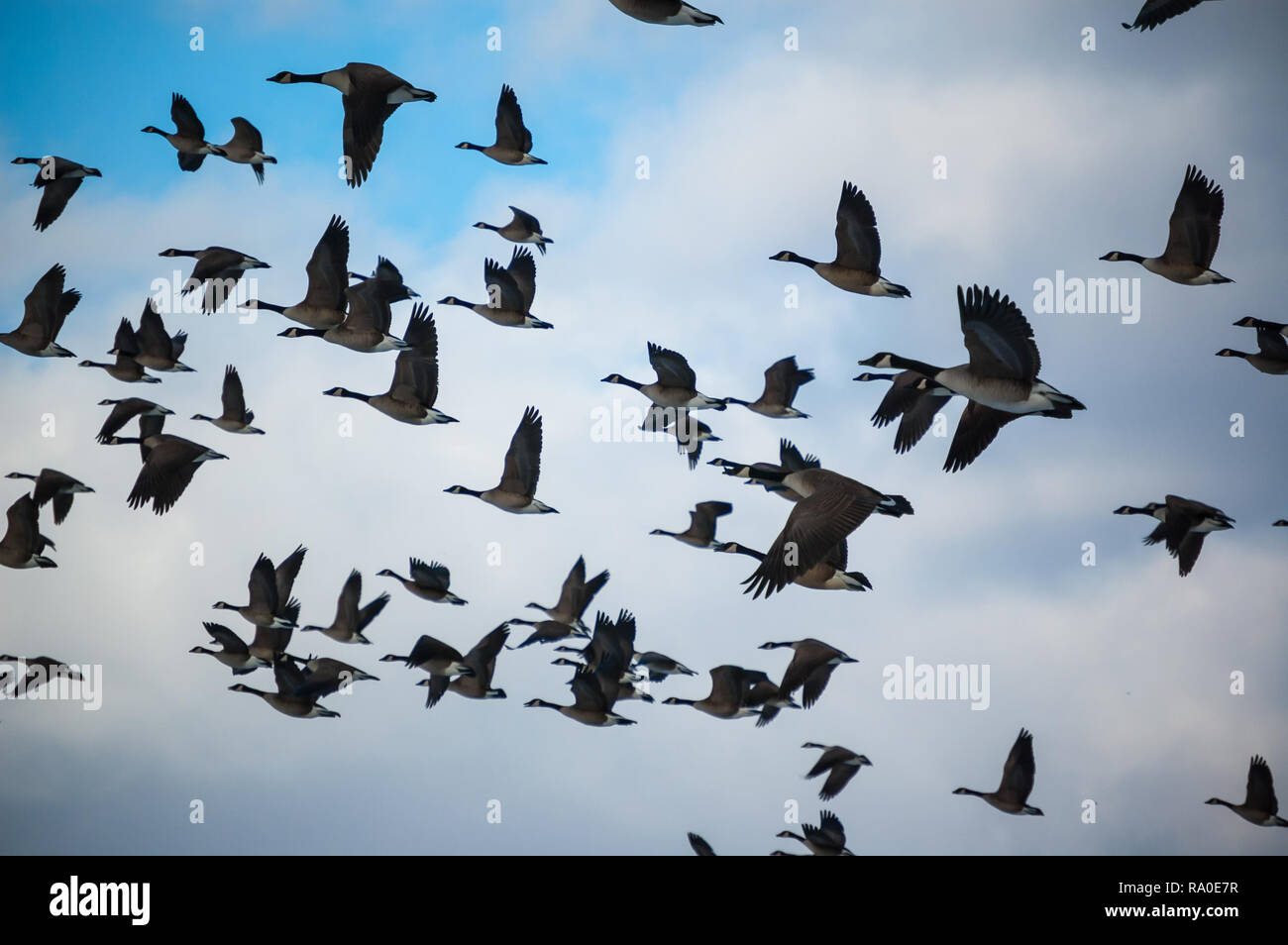 Image of geese in flight hi-res stock photography and images - Alamy
