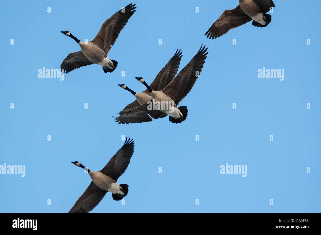 Image of geese in flight hi-res stock photography and images - Alamy