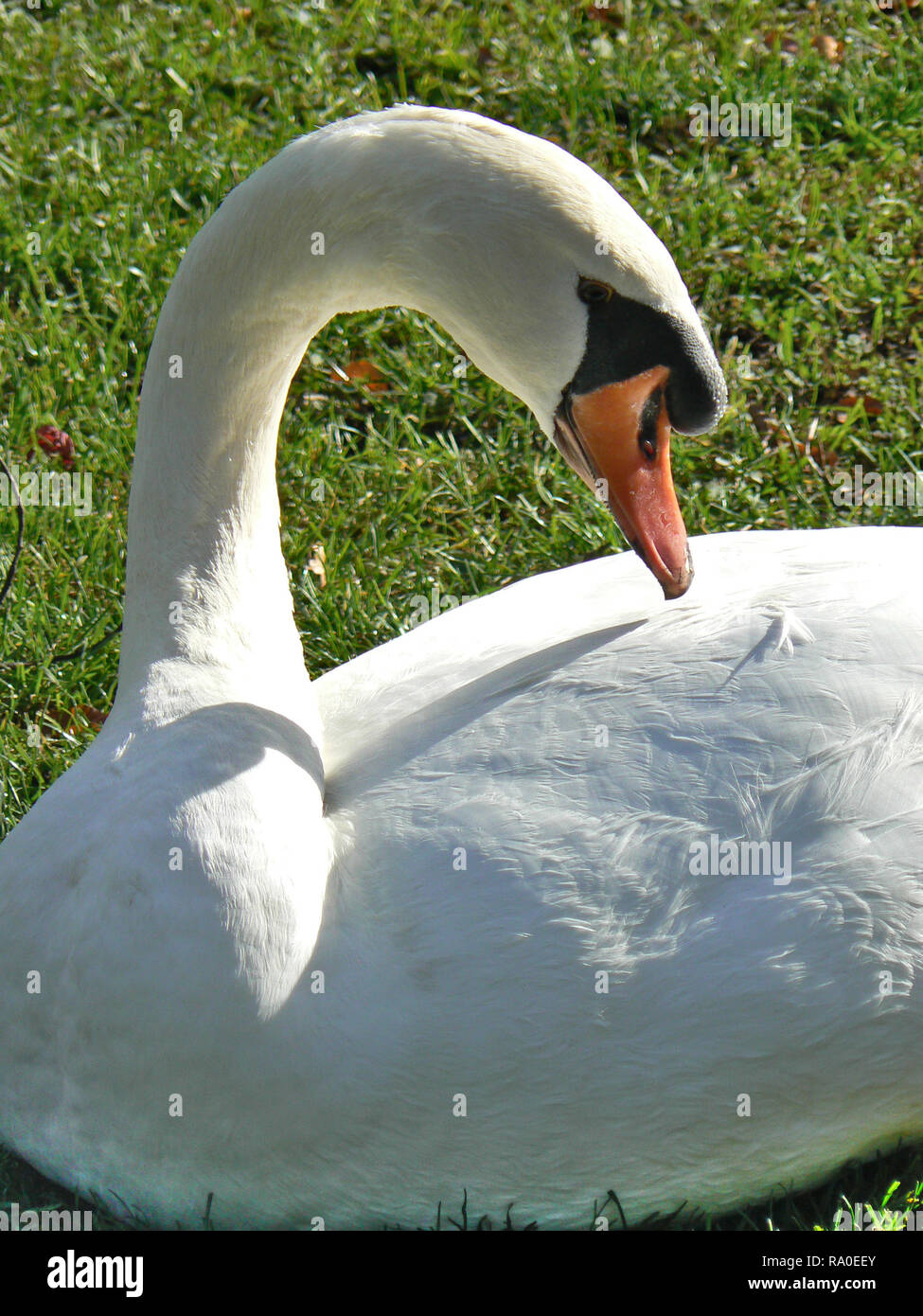 Swan Pipe High Resolution Stock Photography and Images - Alamy
