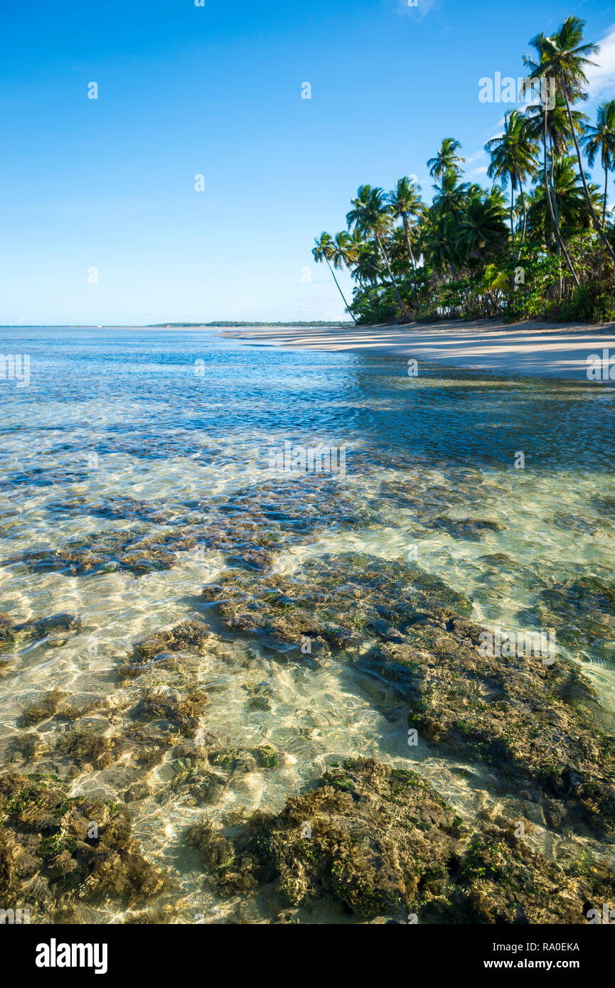 Coral reef seascape under clear shallow tropical waters on the coast of ...